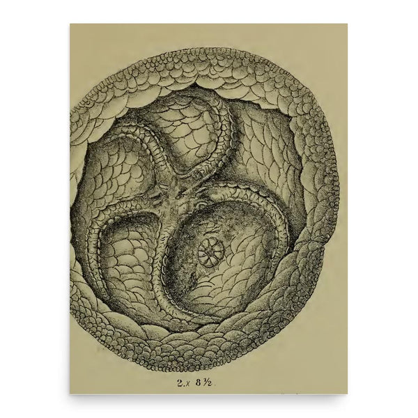 Edwin Tulley Newton Poster Print — Museum-Quality 18"x24" – Noveltees